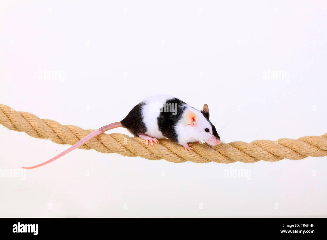 fancy mouse (Mus musculus), climbing on a rope, Germany Stock Photo - Alamy