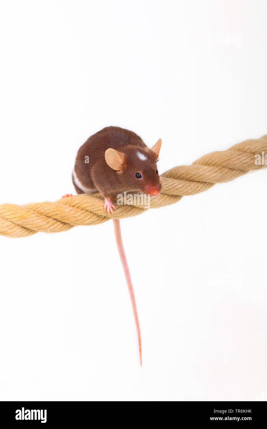 fancy mouse (Mus musculus), climbing on a rope, Germany Stock Photo - Alamy