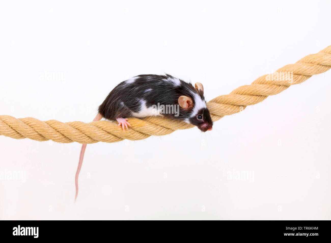 fancy mouse (Mus musculus), climbing on a rope, Germany Stock Photo - Alamy