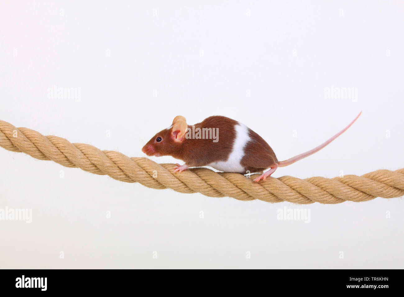 Animal climbing rope hi-res stock photography and images - Alamy