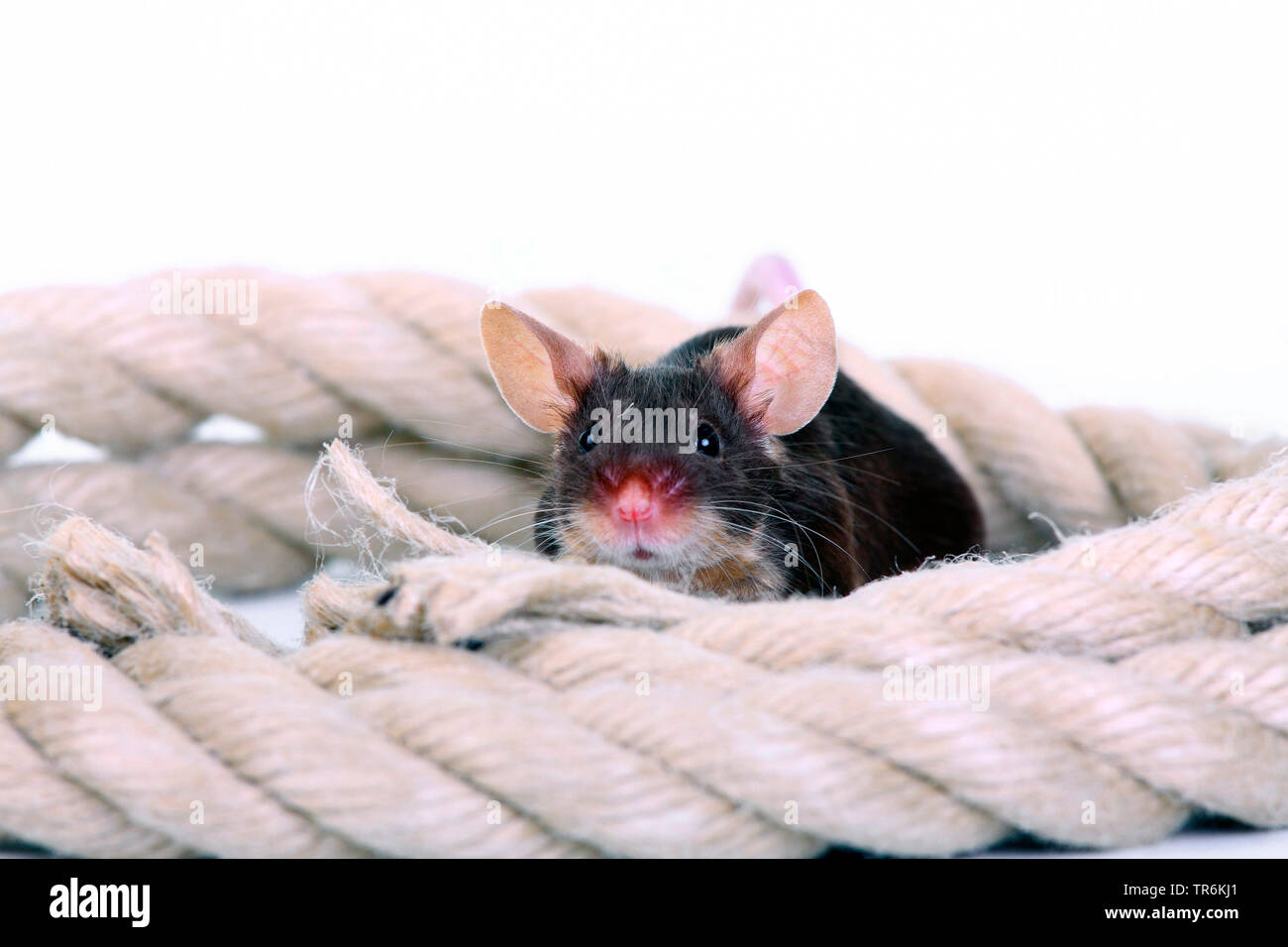 fancy mouse (Mus musculus), black fancy mouse with rope, Germany Stock ...
