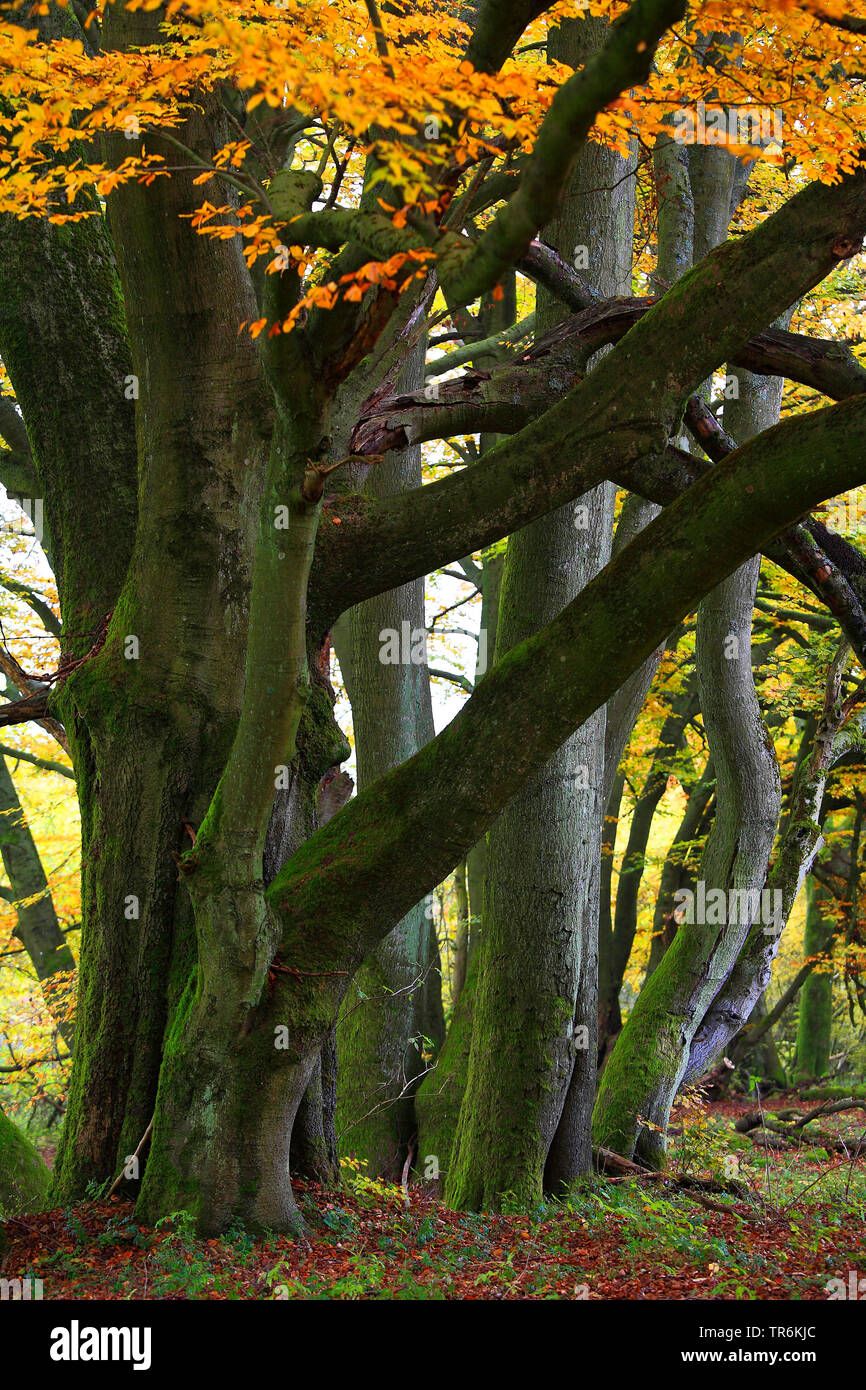 common beech (Fagus sylvatica), old beech trunk, Germany, Hesse Stock ...