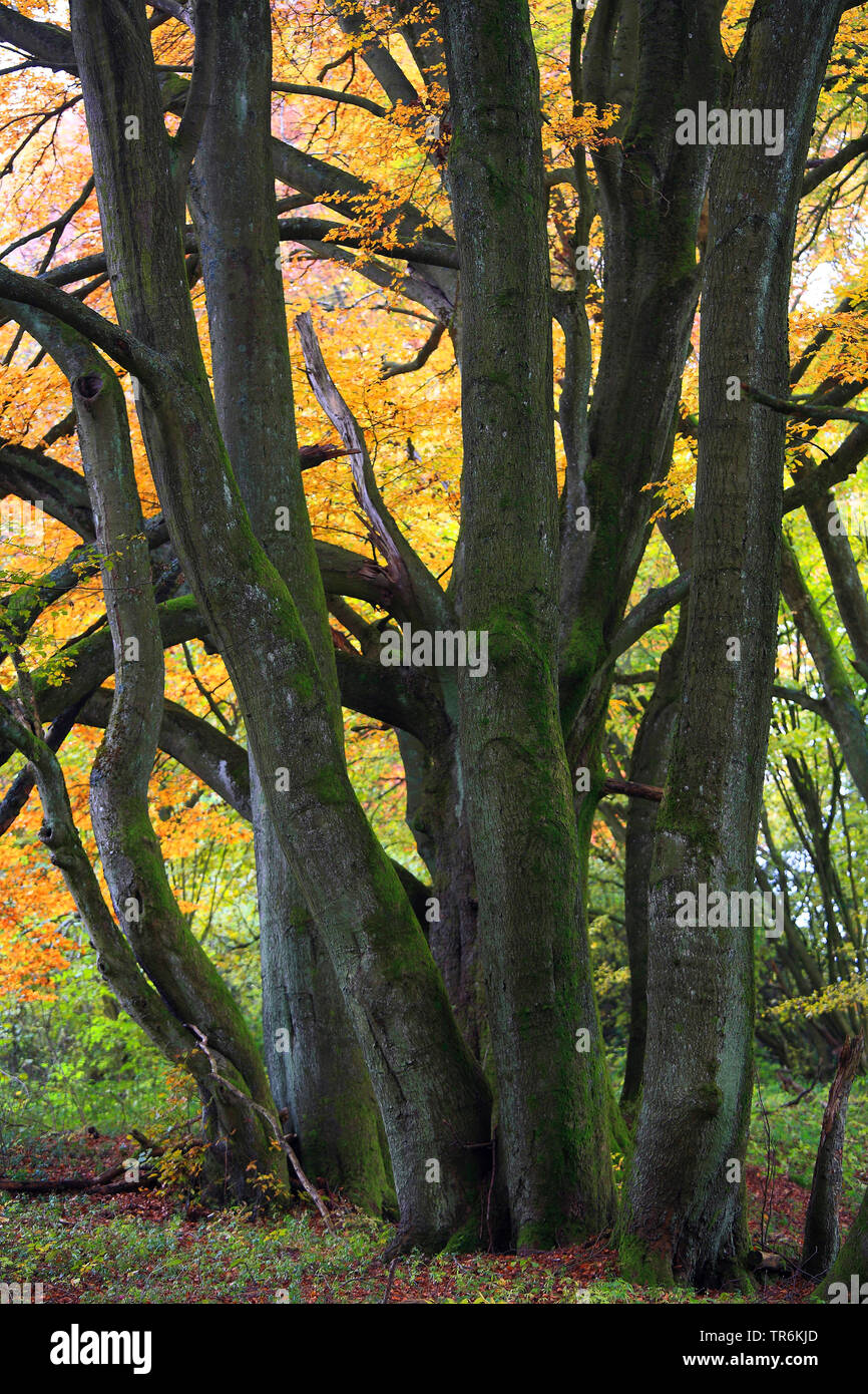 common beech (Fagus sylvatica), old beech trunk, Germany, Hesse Stock ...