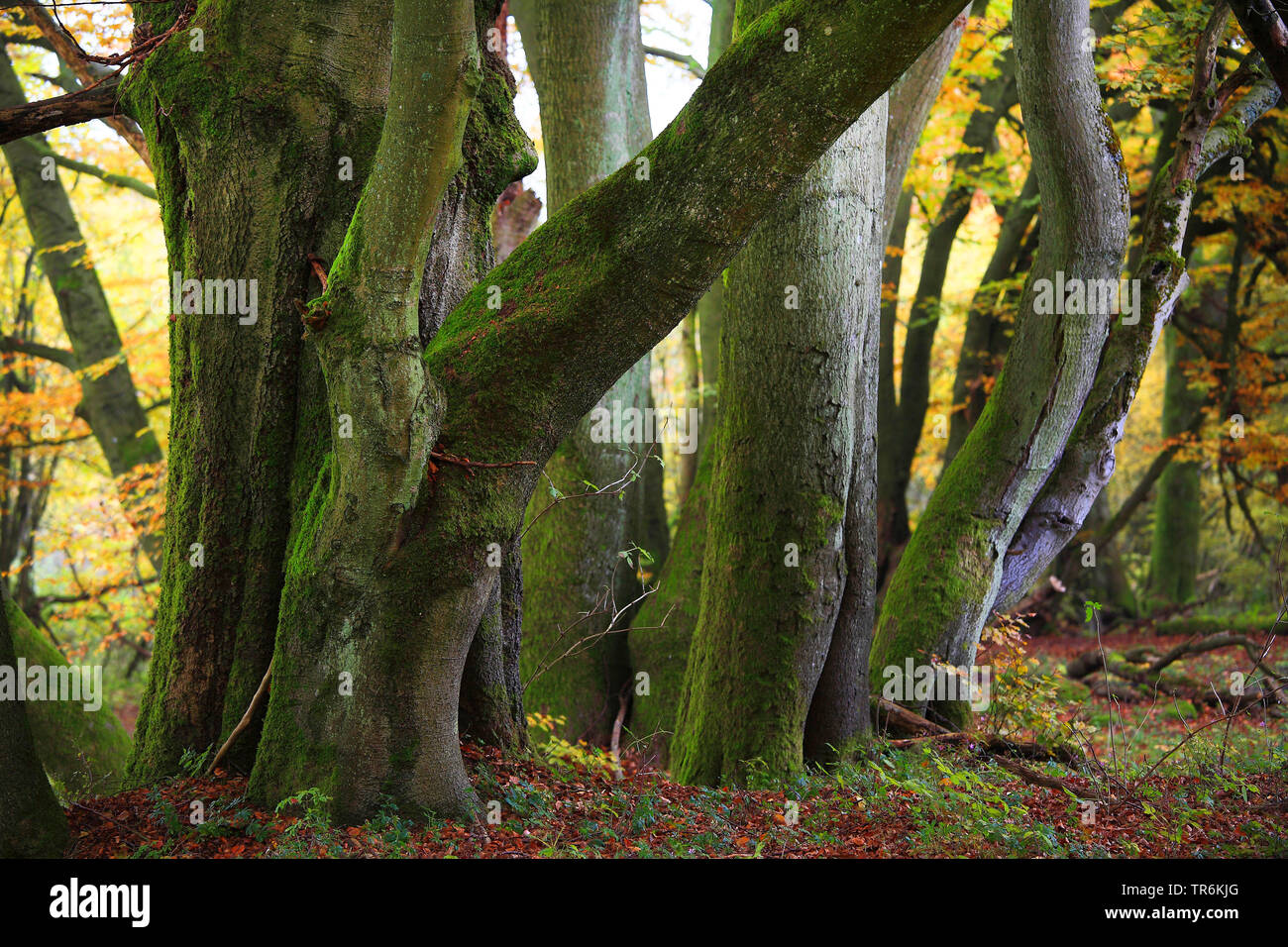 common beech (Fagus sylvatica), old beech trunk, Germany, Hesse Stock ...