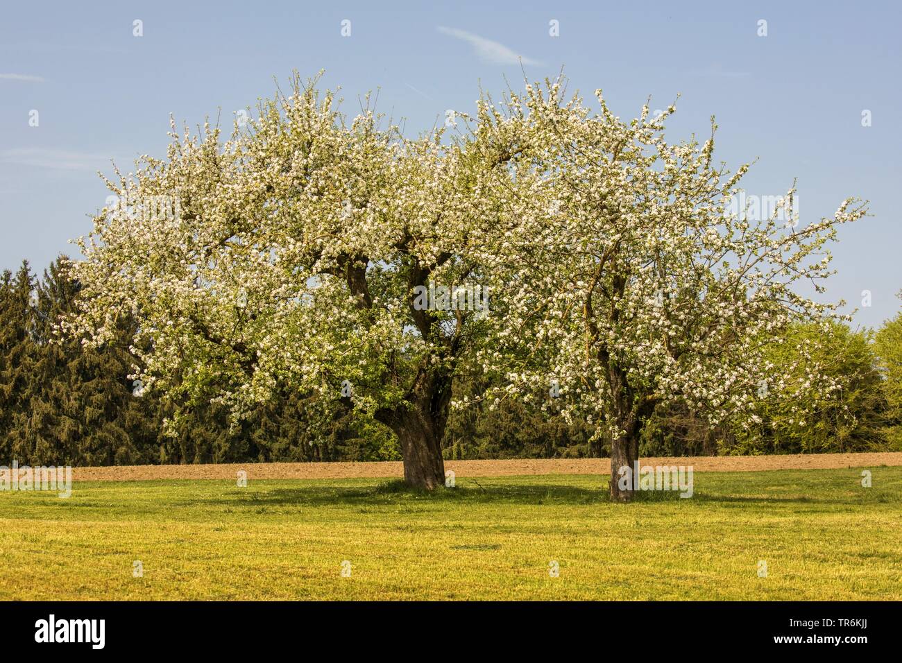 apple tree (Malus domestica), old blossoming apple trees, Germany ...