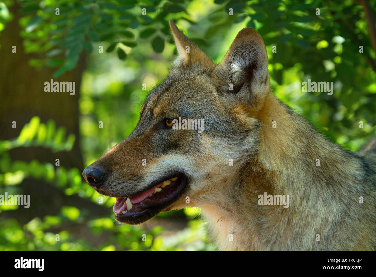 European gray wolf (Canis lupus lupus), in a forest, portrait, Germany ...