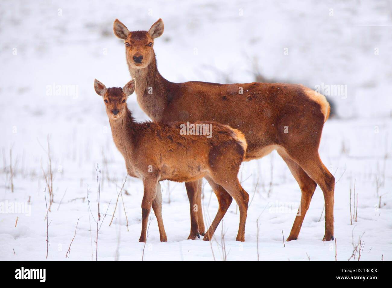 Red deer doe hi-res stock photography and images - Alamy