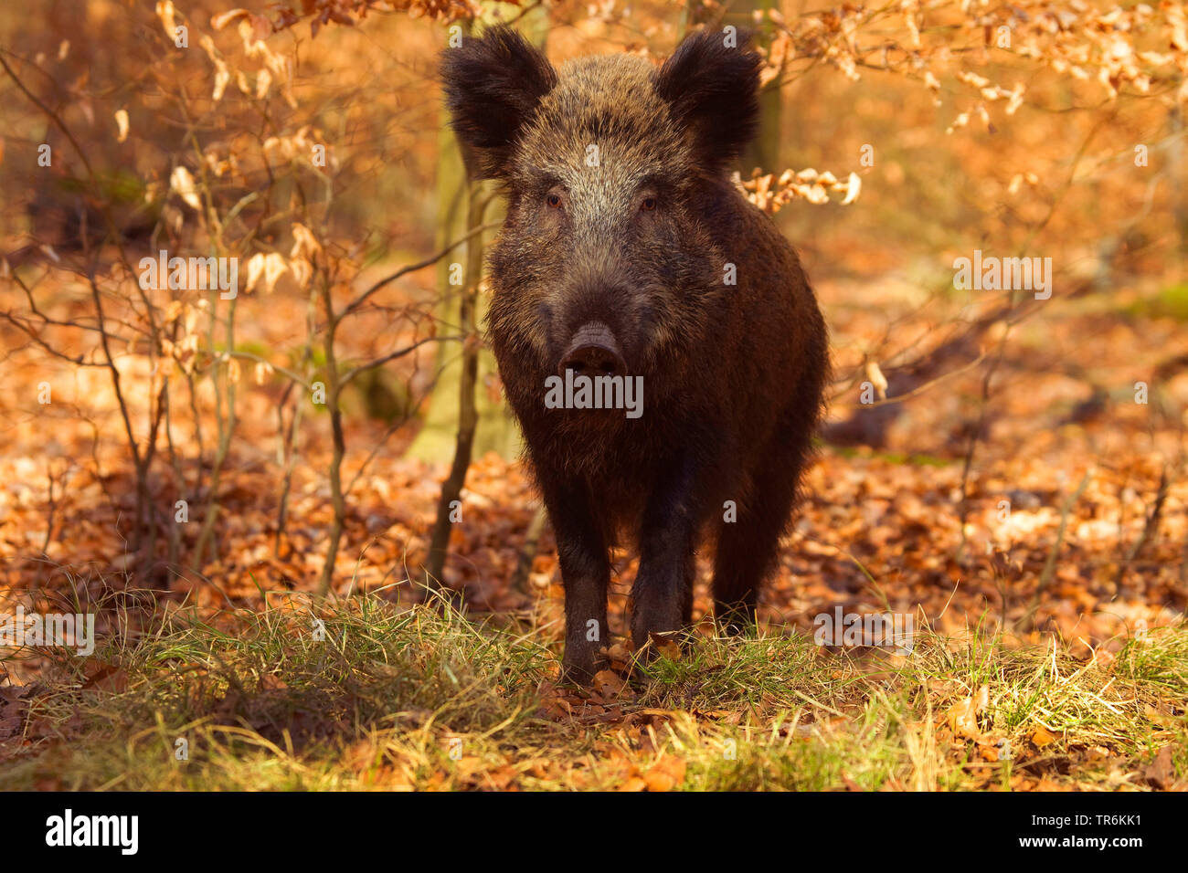 Boar forest hi-res stock photography and images - Alamy