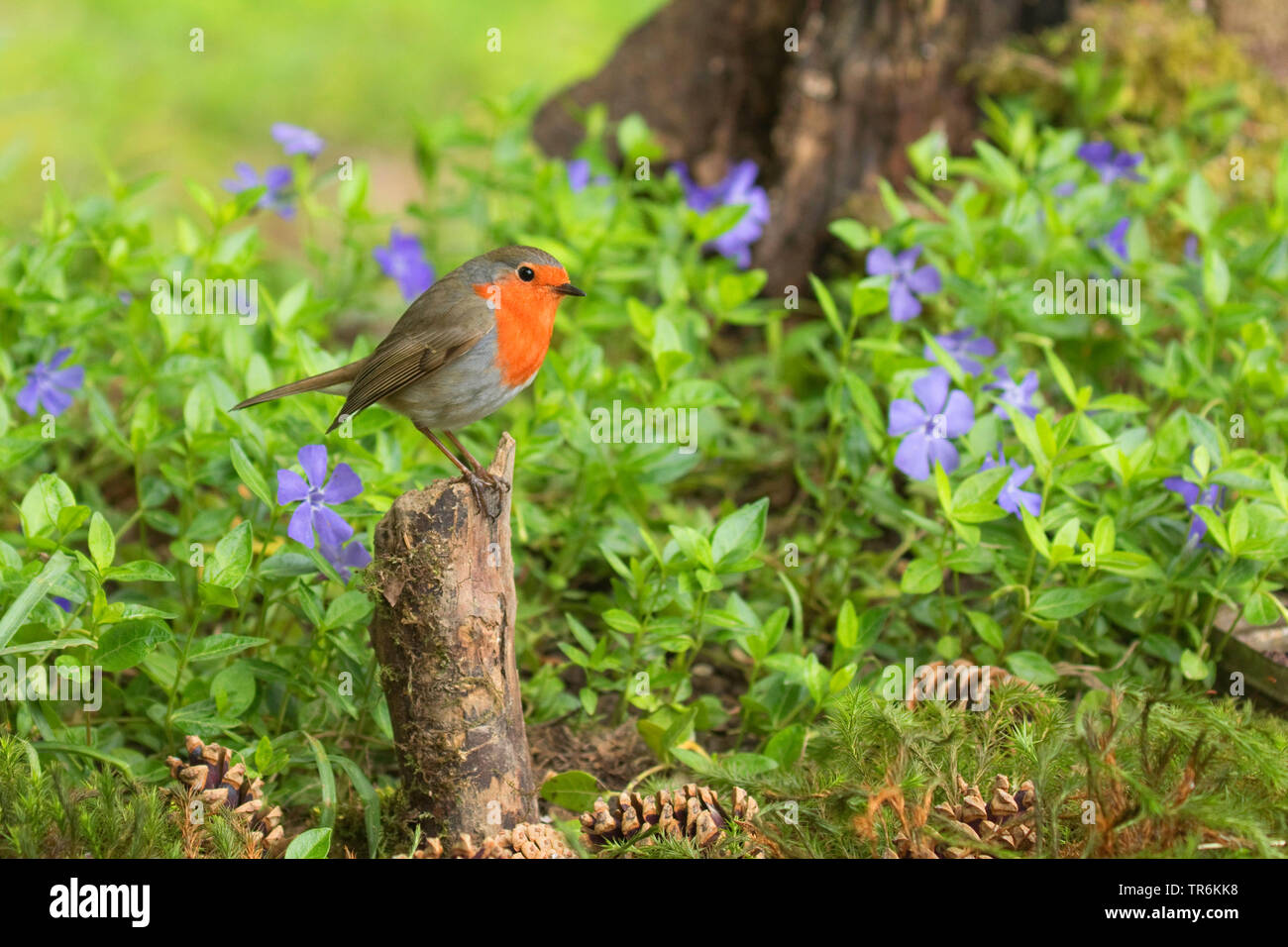 Robin on flower hi-res stock photography and images - Alamy