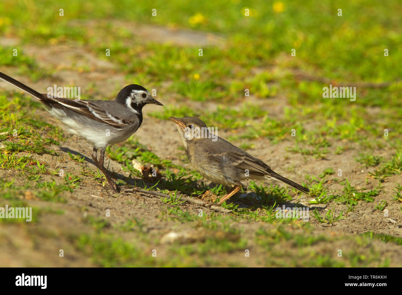 wagtail, white wagtail (Motacilla alba alba), adult feeding juvenile ...