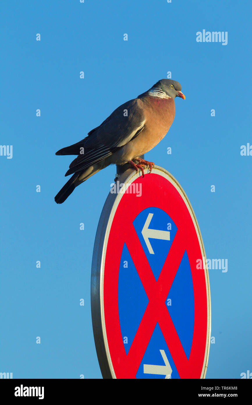 wood pigeon (Columba palumbus), sitting on a traffic sign, Germany ...