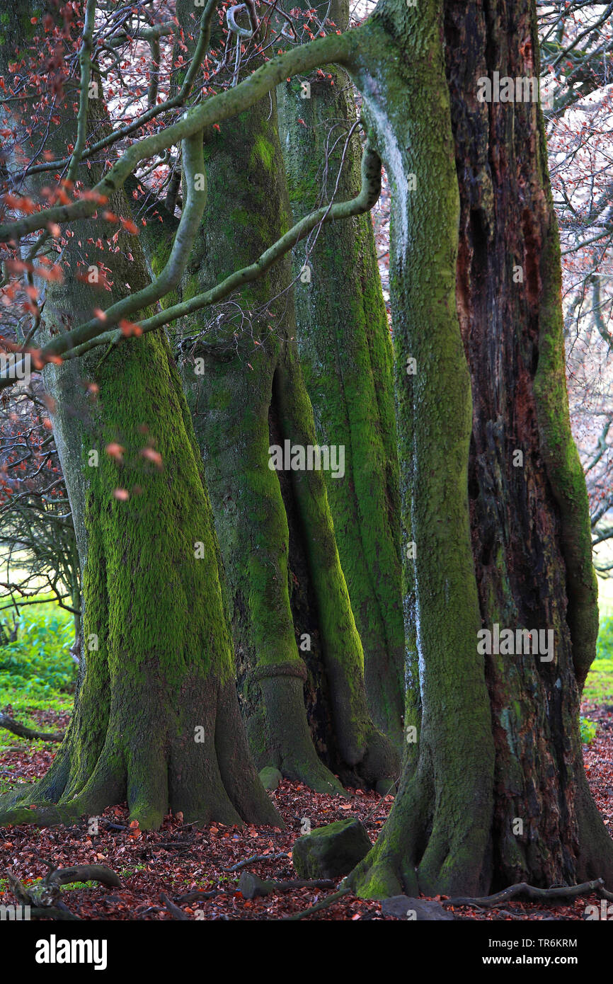 common beech (Fagus sylvatica), old beeches, Germany, Hesse Stock Photo ...