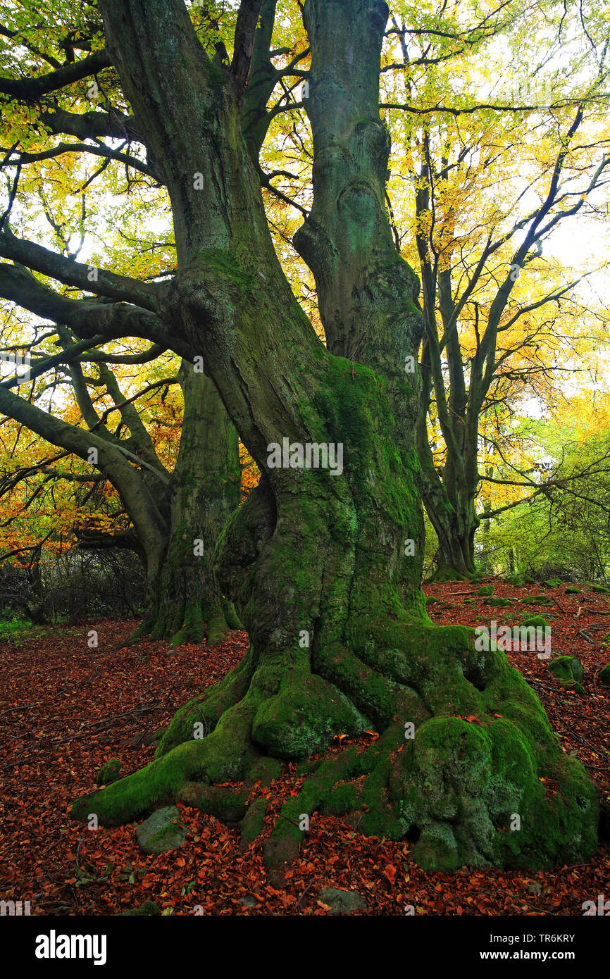 Old beeches hi-res stock photography and images - Alamy