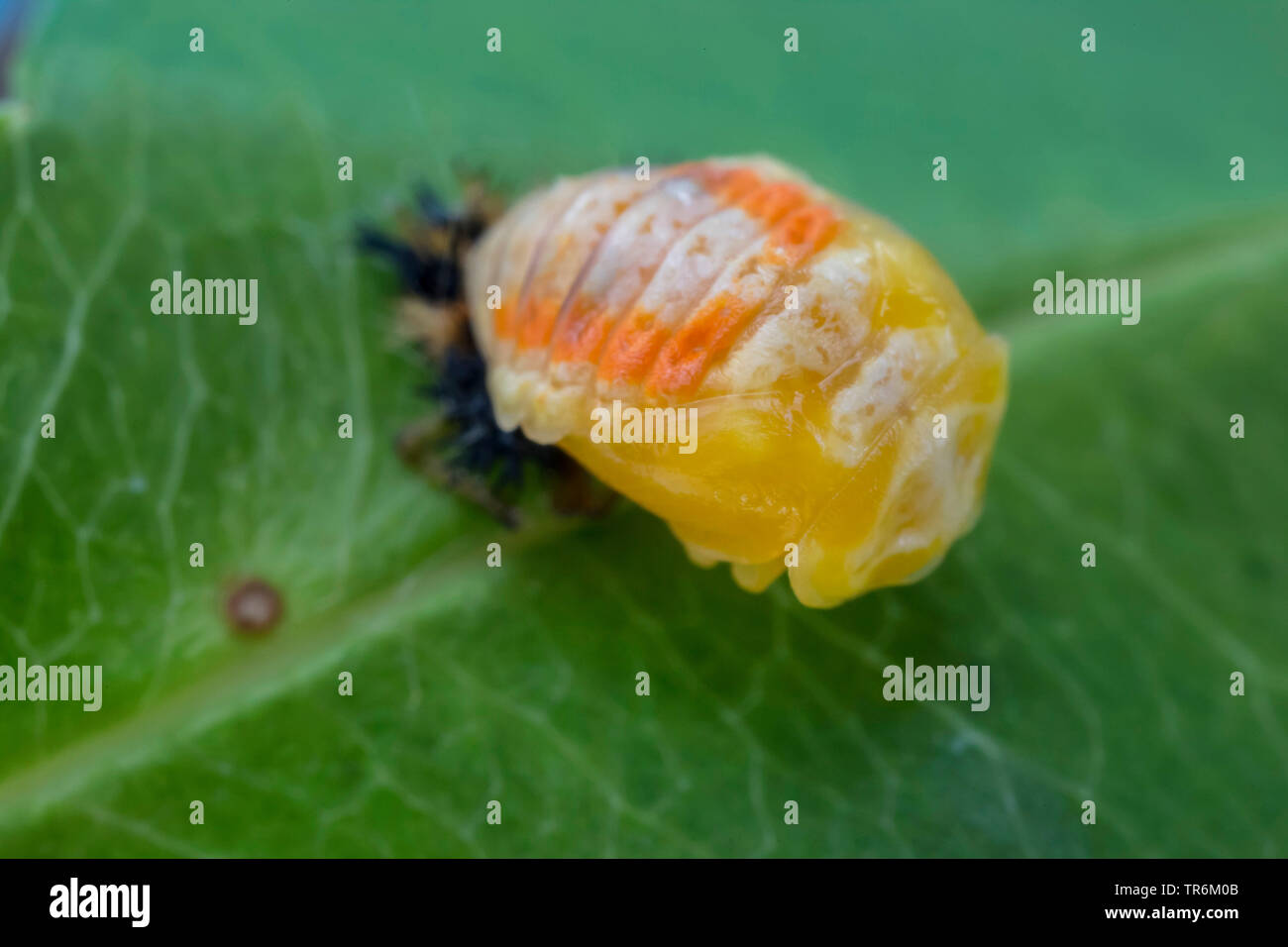 Pupa beetle hi-res stock photography and images - Alamy