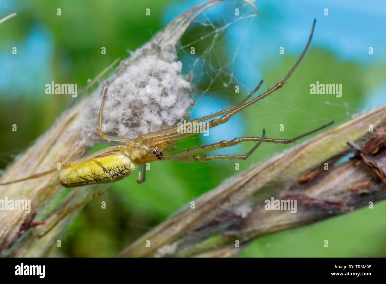 long-jawed spider (Tetragnatha extensa), guarding the coccon, Germany ...