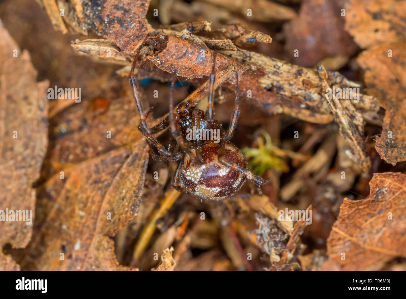 Cobweb spiders and comb footed spiders hi-res stock photography and ...