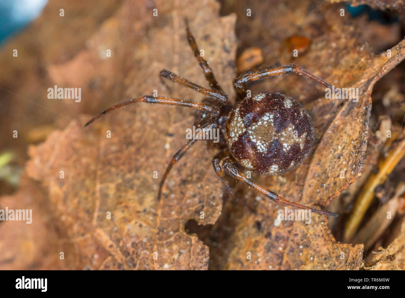 Cobweb Spiders And Comb Footed Spiders High Resolution Stock ...