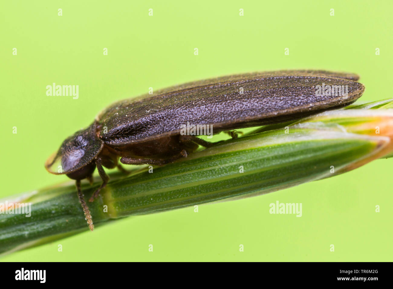 Lamprohiza lightning beetle hi-res stock photography and images - Alamy