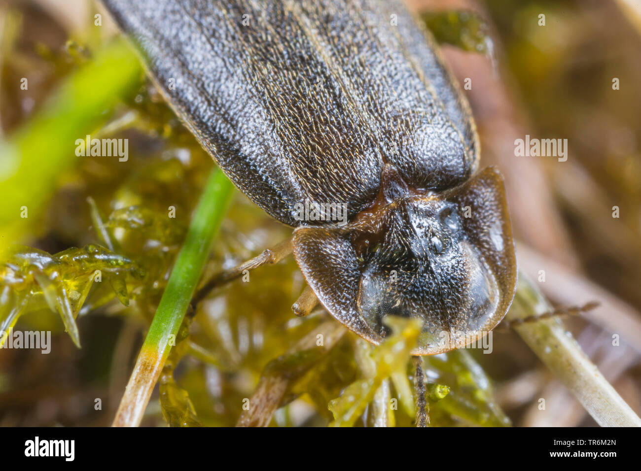 small lightning beetle (Lamprohiza splendidula, Phausis splendidula ...