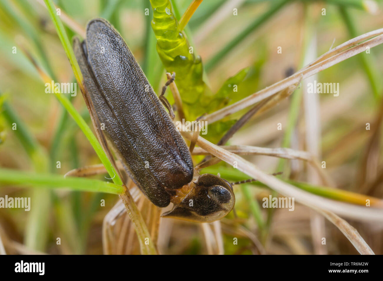 Lamprohiza splendidula hi-res stock photography and images - Alamy