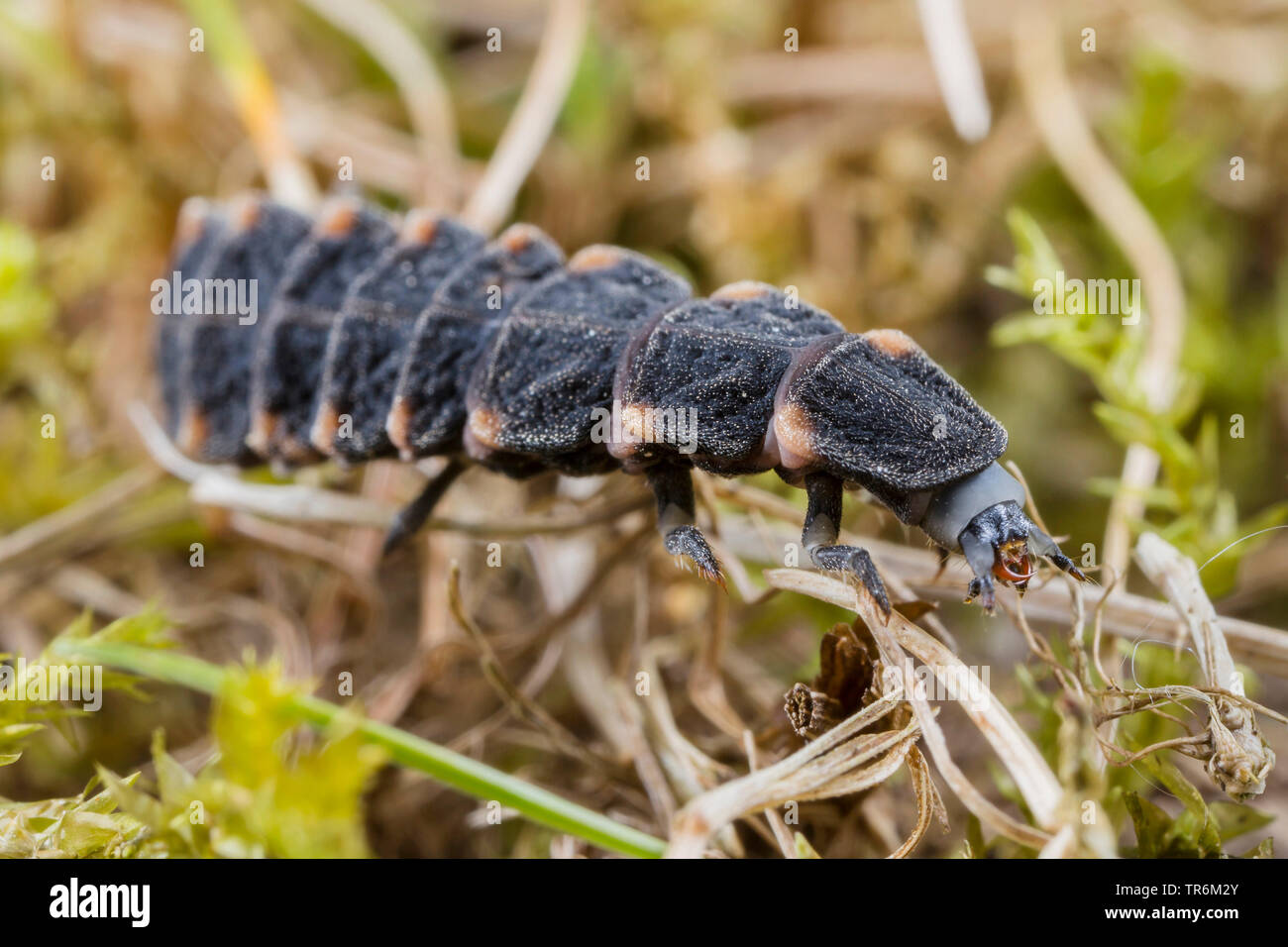 small lightning beetle (Lamprohiza splendidula, Phausis splendidula ...