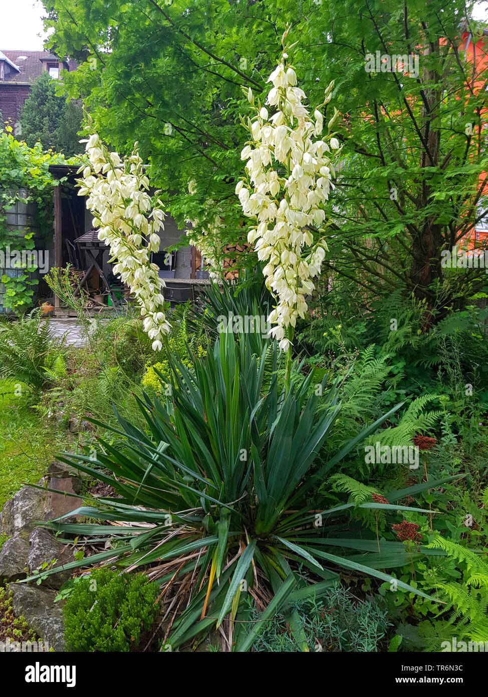 Adam's needle, weak-leaf Yucca (Yucca filamentosa), blooming, Germany ...