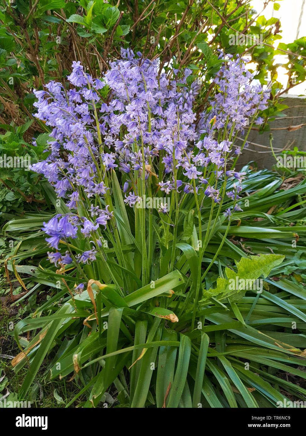Hybrid Bluebell (Hyacinthoides x massartiana, Hyacinthoides x ...