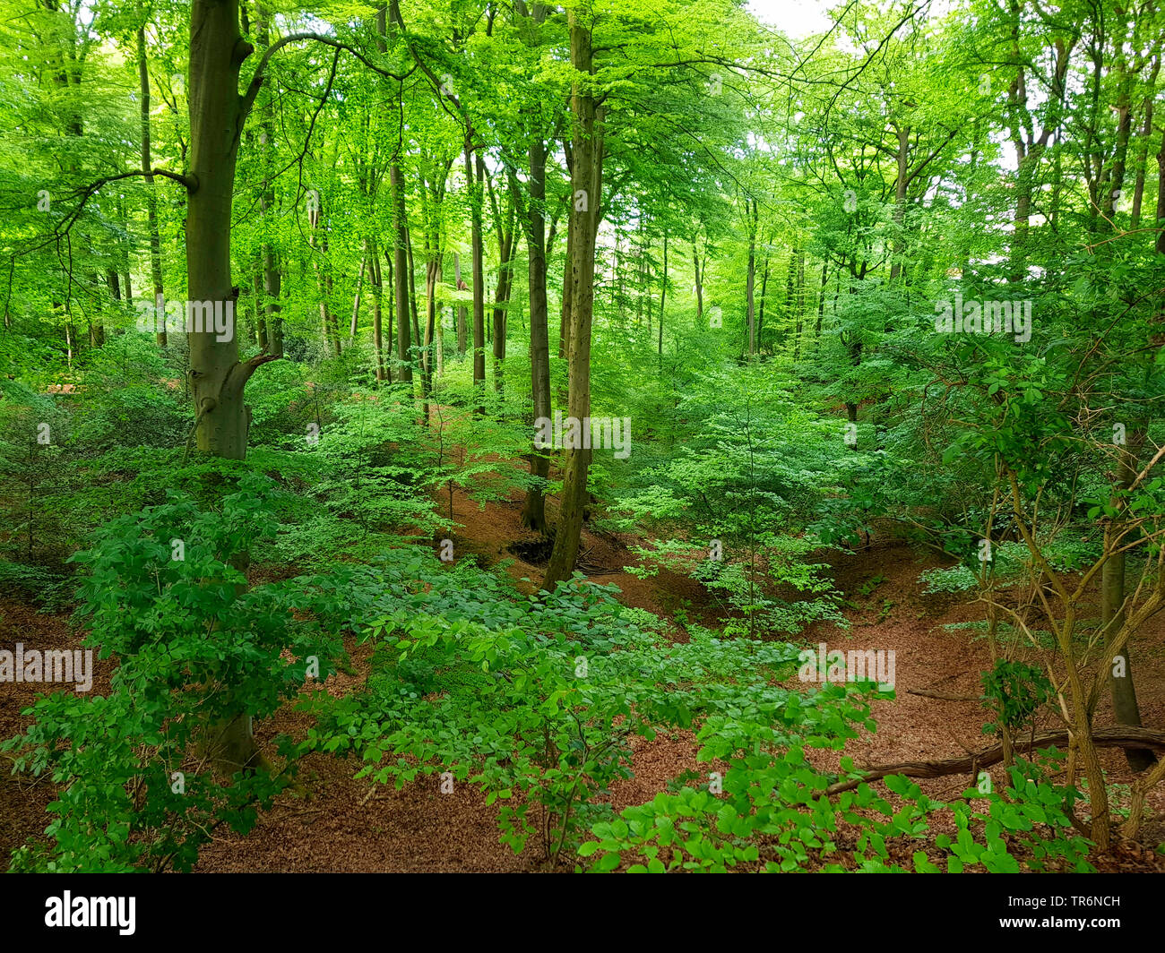 common beech (Fagus sylvatica), beech forest in spring, Germany, North ...