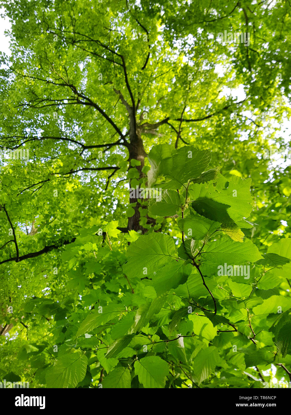 Hazel trees hi-res stock photography and images - Alamy