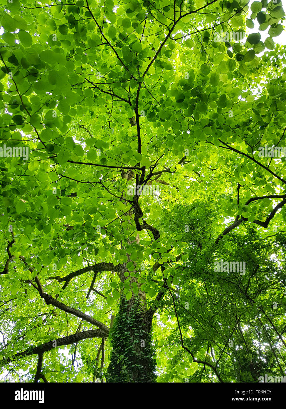 Ivy in landscapes hi-res stock photography and images - Alamy