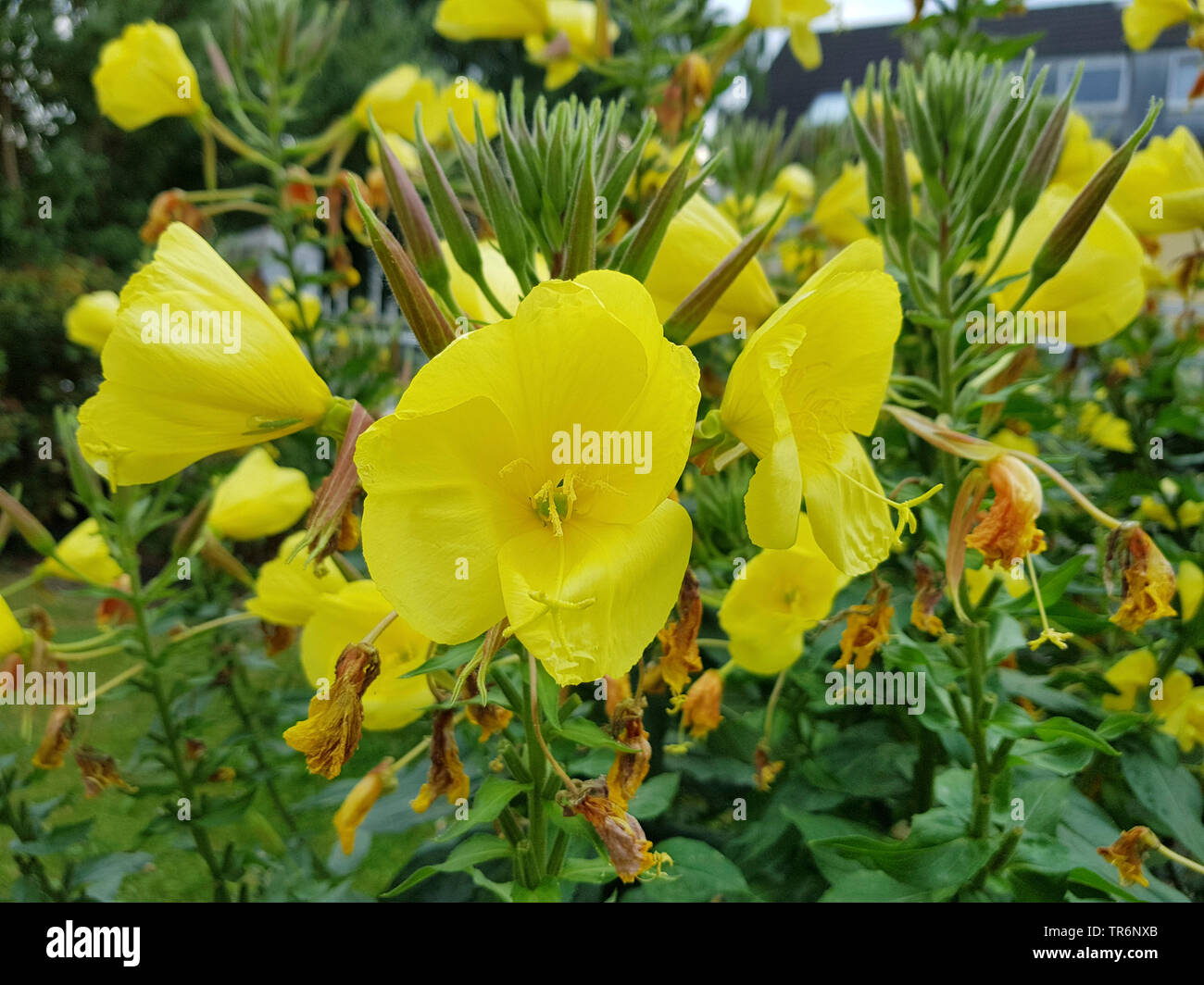 Large-Flowered Evening, Red-Sepaled Evening-Primrose, Large-Leaved ...