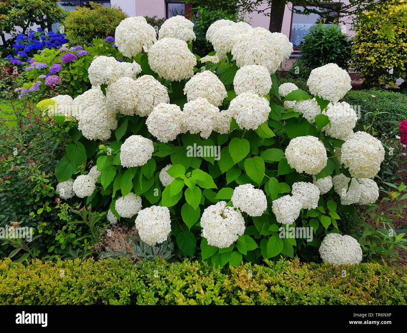 Garden hydrangea, Lace cap hydrangea (Hydrangea macrophylla), blooming ...