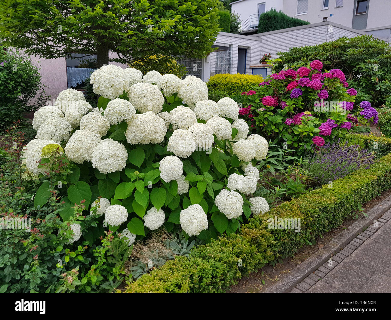 Garden hydrangea, Lace cap hydrangea (Hydrangea macrophylla), blooming ...