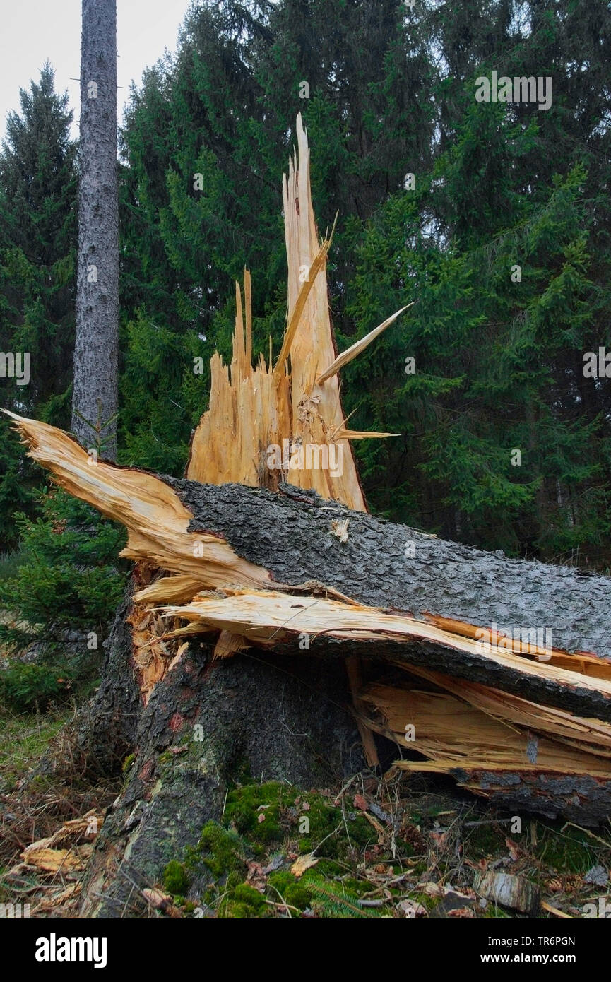 Norway spruce (Picea abies), broken spruce trunk, Germany, North Rhine ...
