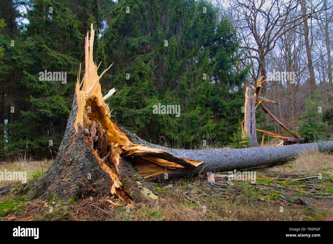 Norway spruce (Picea abies), broken spruce trunk, Germany, North Rhine ...