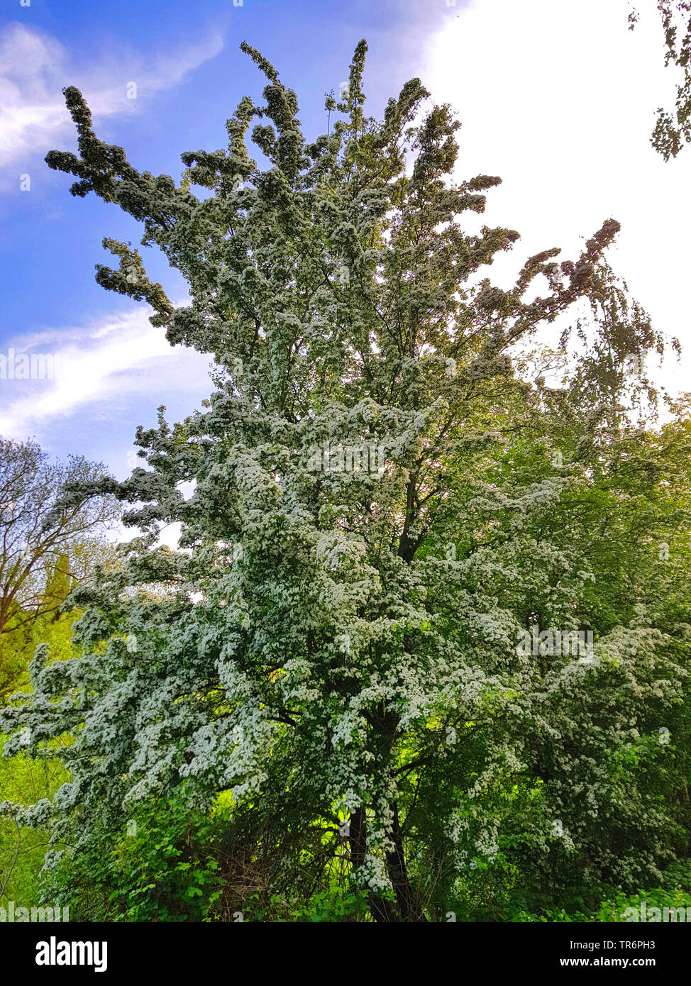 White thorn tree hi-res stock photography and images - Alamy