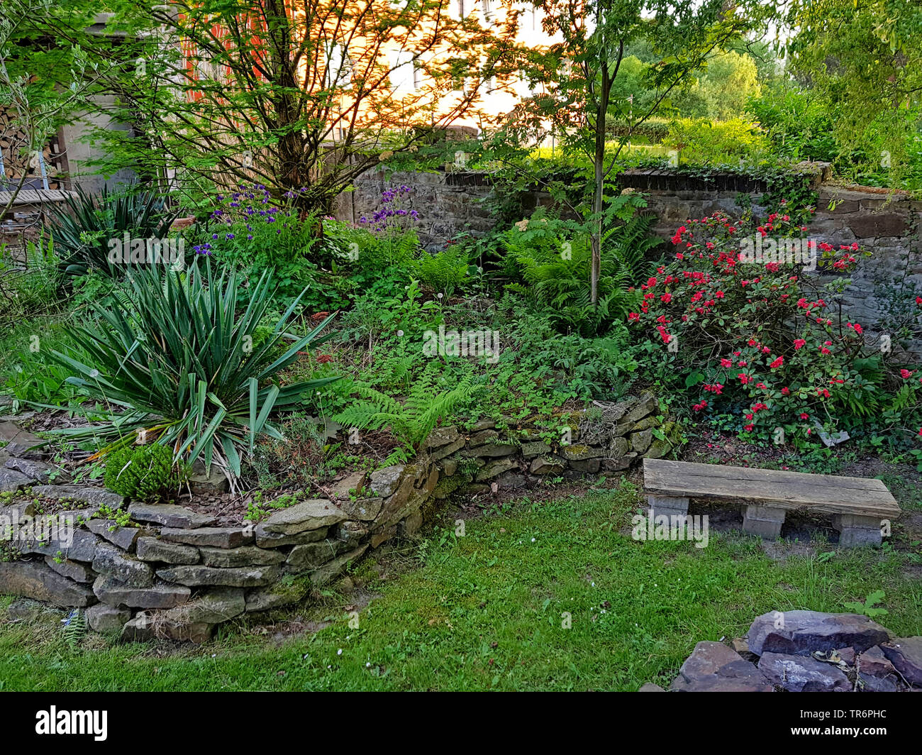 Adam's needle, weak-leaf Yucca (Yucca filamentosa), raised bed with ...