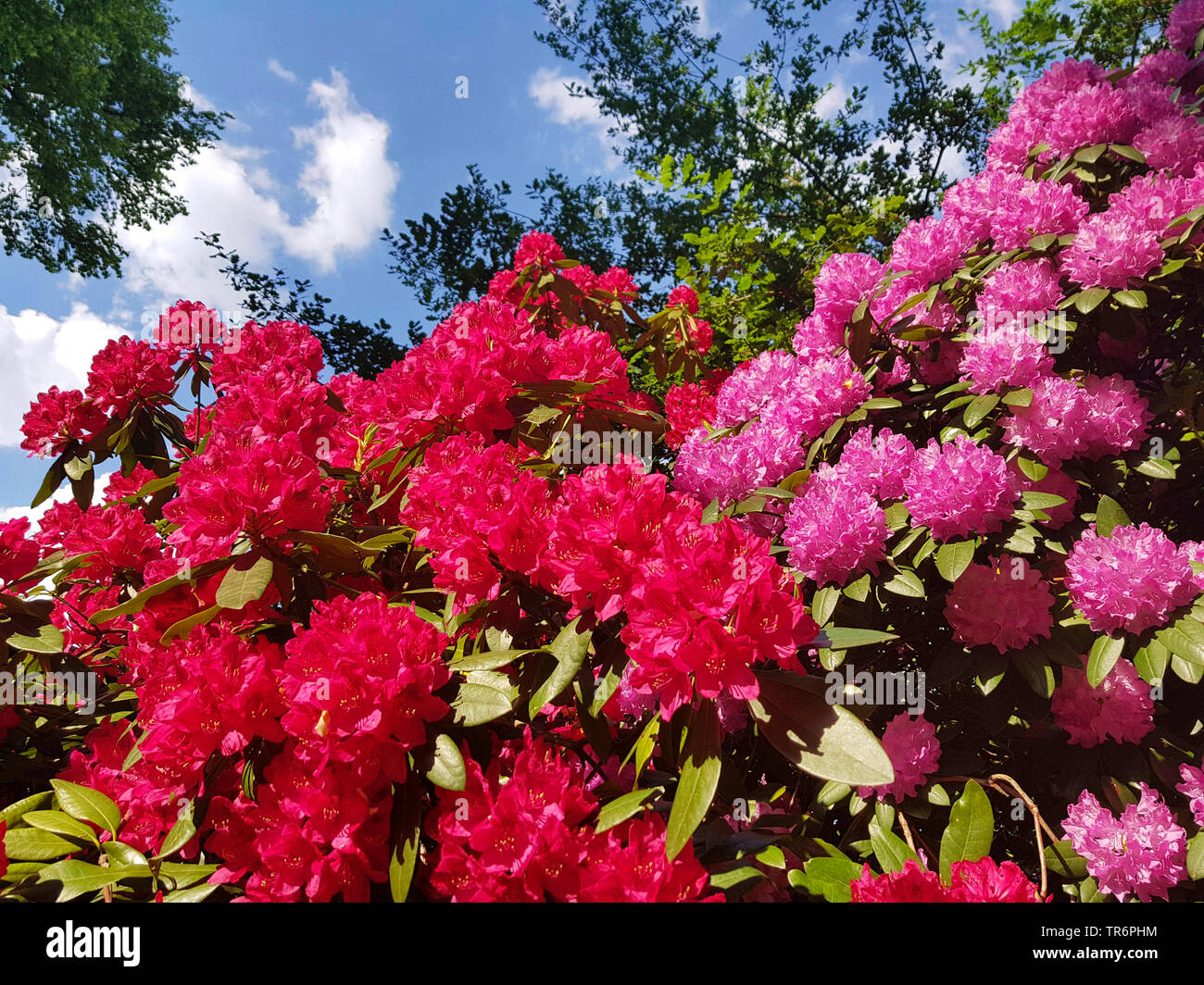 Catawba rhododendron, Catawba rose bay (Rhododendron catawbiense ...