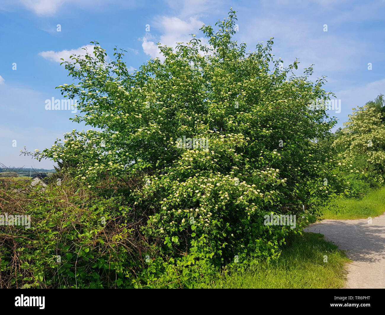 dogwood, dogberry (Cornus sanguinea), blooming dogberry, Germany Stock ...