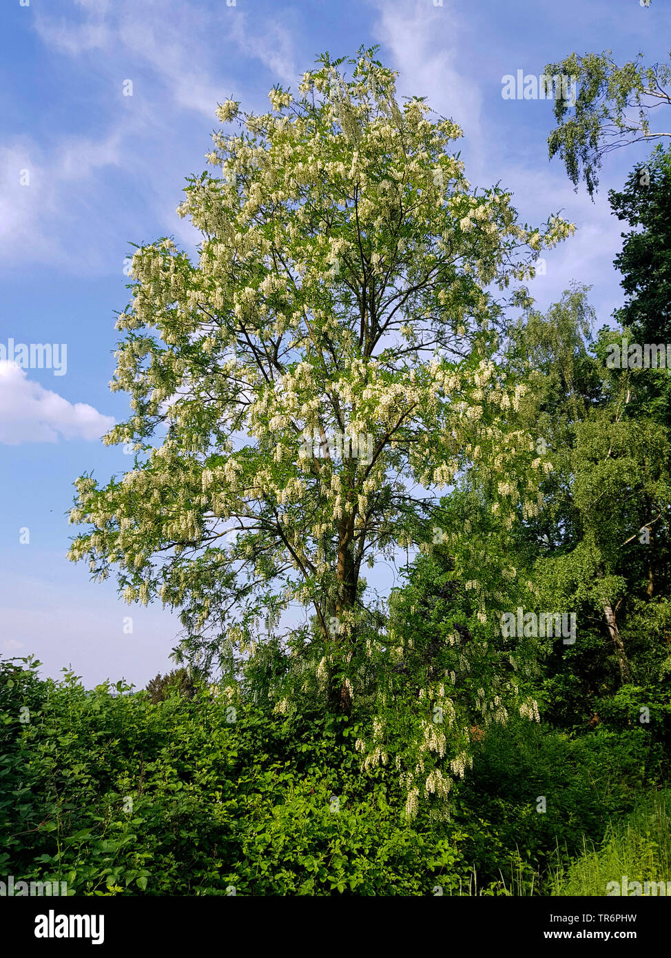 black locust, common locust, robinia (Robinia pseudo-acacia, Robinia ...