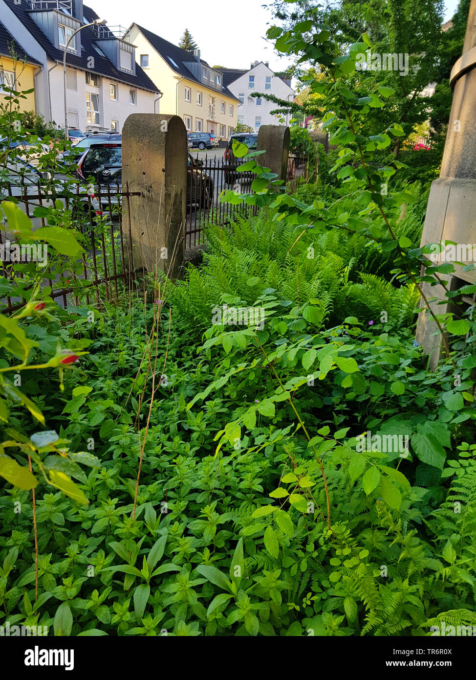 untended front garden, Germany Stock Photo - Alamy