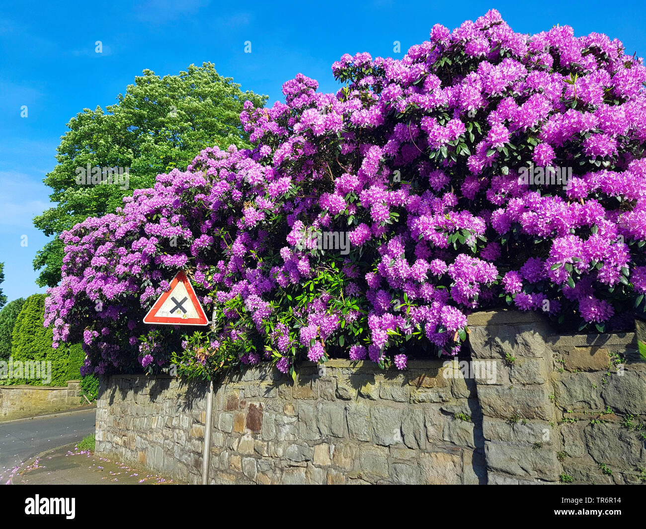 Catawba rhododendron, Catawba rose bay (Rhododendron catawbiense ...
