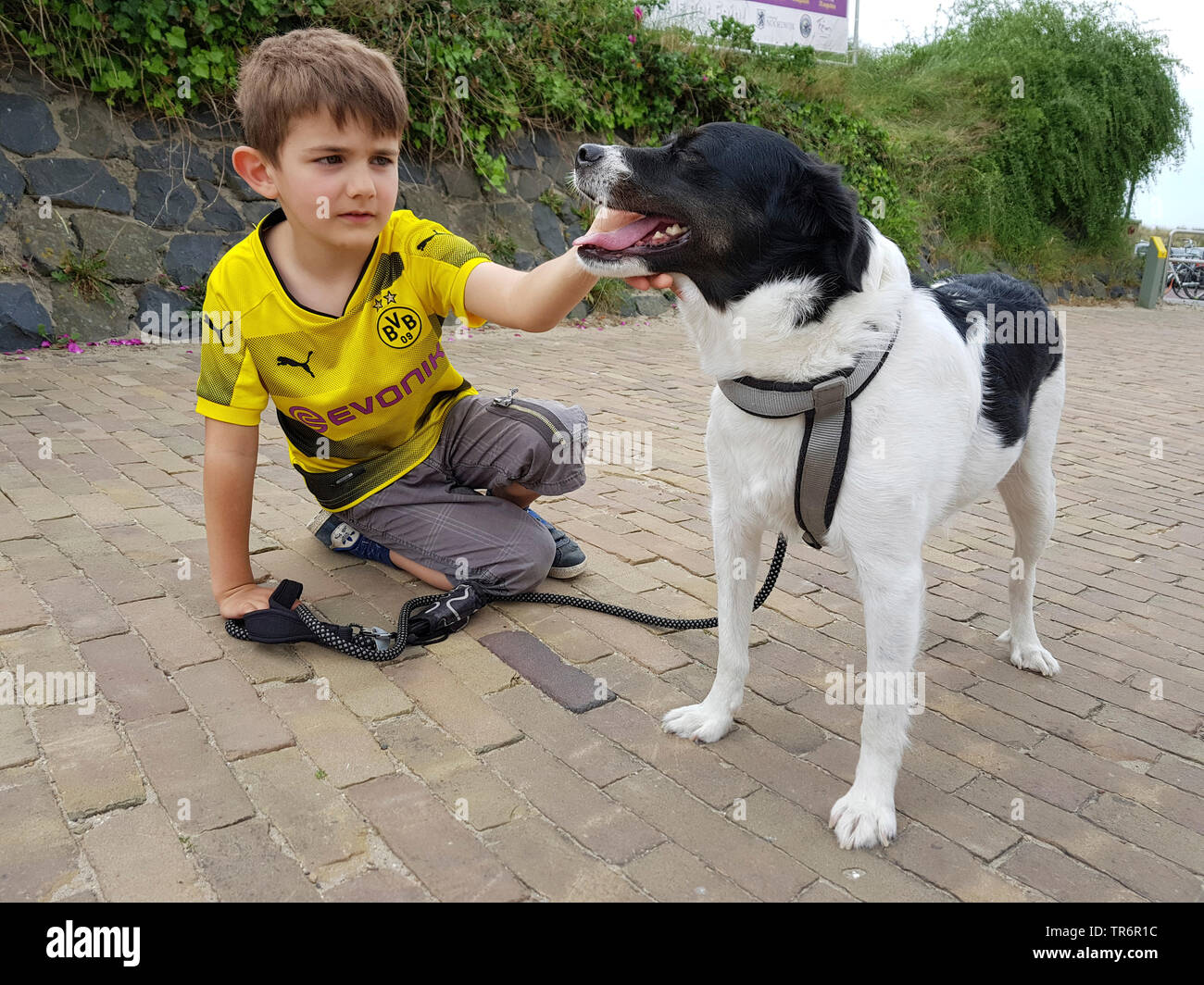 mixed breed dog (Canis lupus f. familiaris), little boy kneeing on the ...