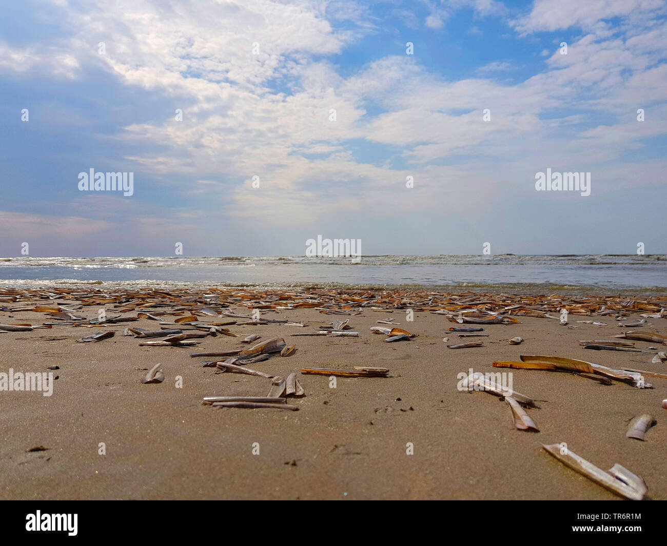 razor clam, jackknife clam, sword razor (Ensis spec.), large number of ...