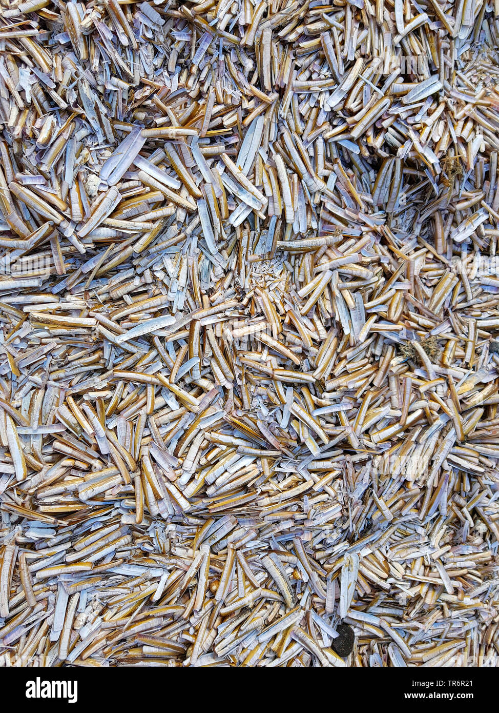 Sword razor shells hi-res stock photography and images - Alamy