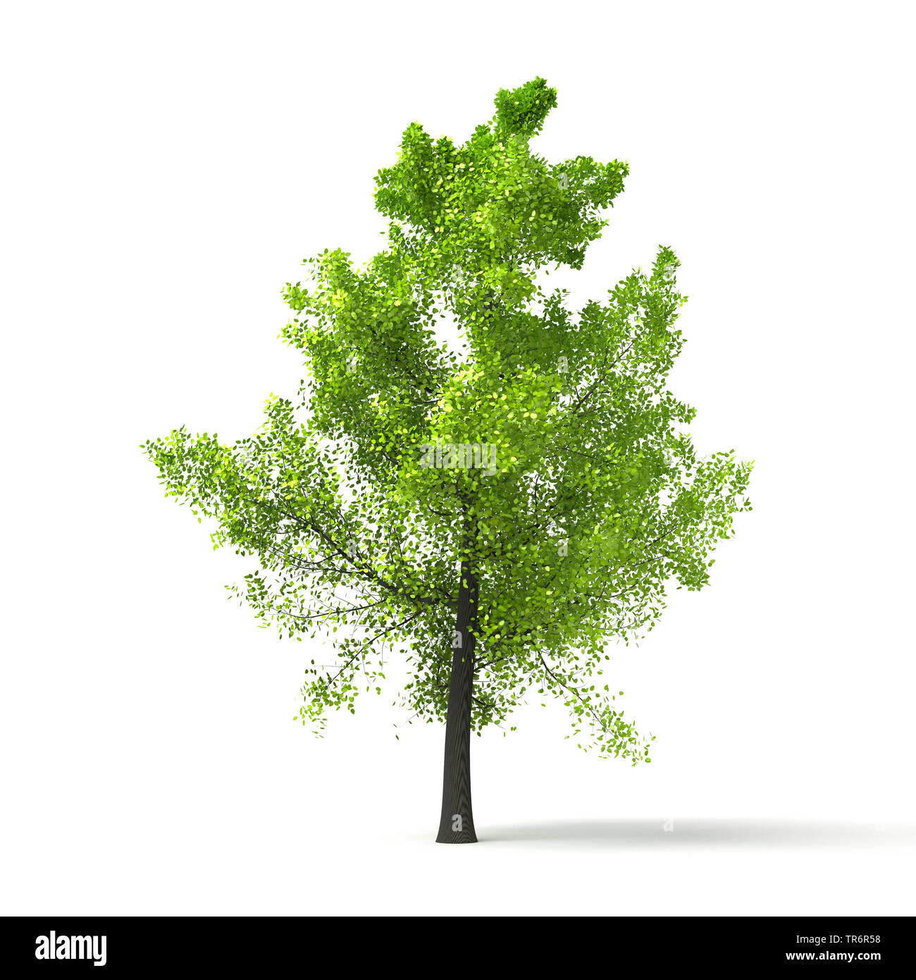 Tree charts hi-res stock photography and images - Alamy