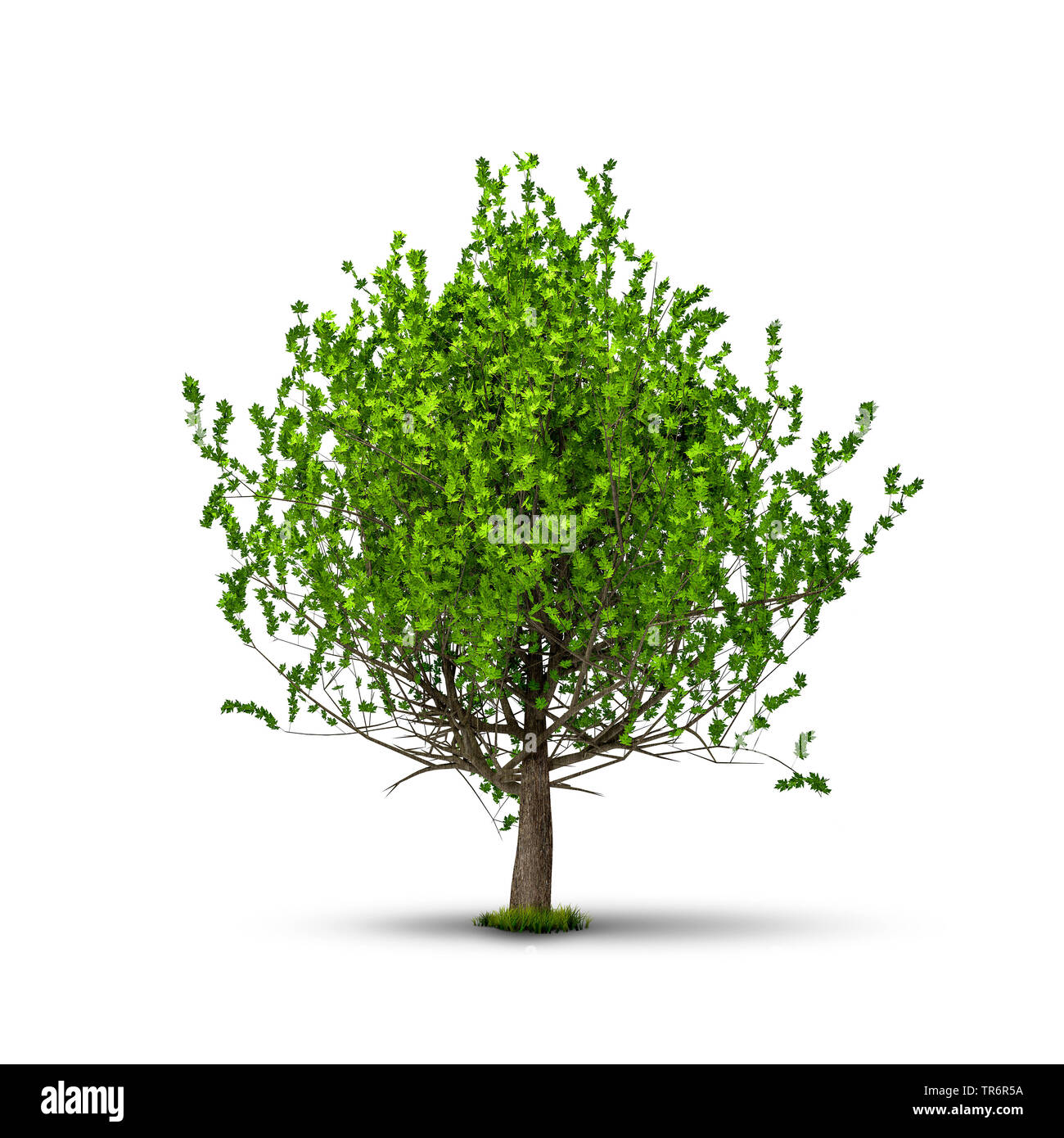 Tree trees chart hi-res stock photography and images - Alamy