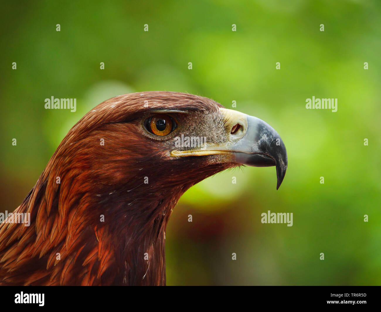 golden eagle (Aquila chrysaetos), portrait, side view, Germany Stock ...