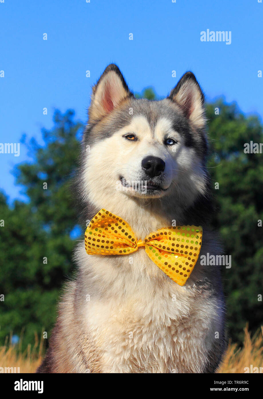 mixed breed dog (Canis lupus f. familiaris), two years old Siberian ...