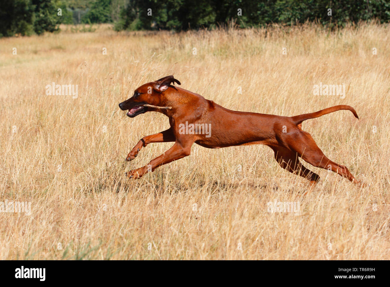 Rhodesian Ridgeback (Canis lupus f. familiaris), fourteen years old she ...